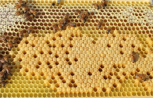 Brood Adoption Package - Bear Country Bees