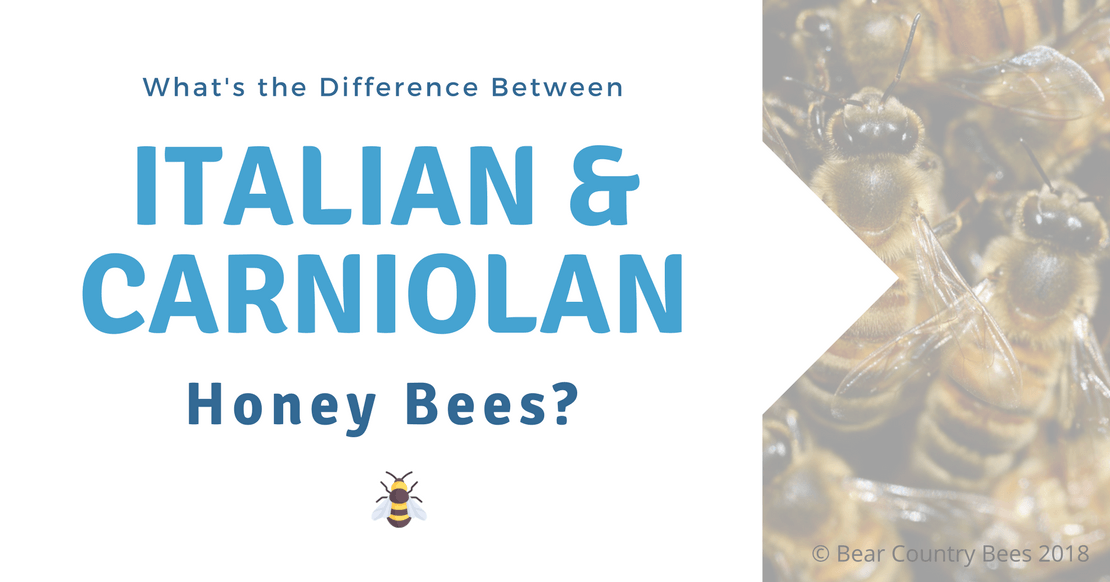 Honey Bee Specie Comparison: Italian vs Carniolan Honey Bees