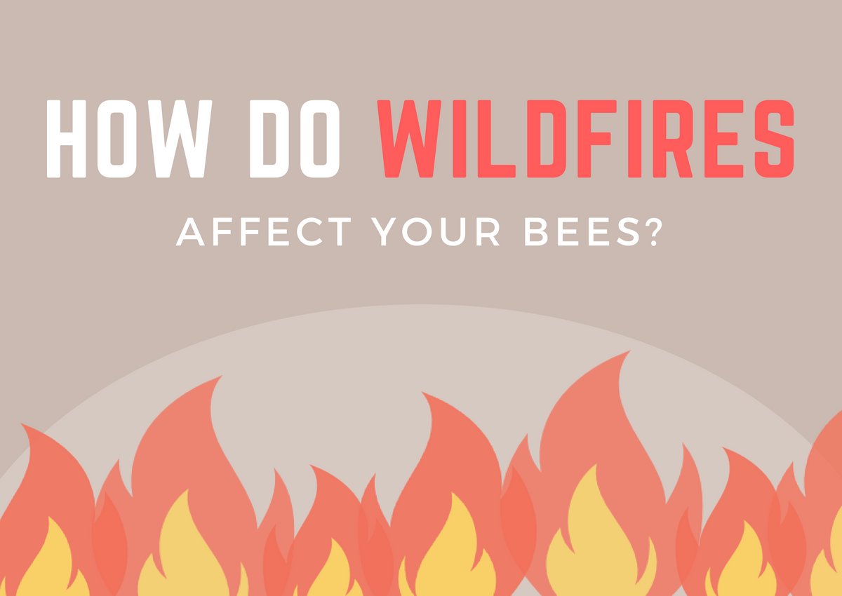 Protecting Your Bees From Wildfires & Smoke Pollution